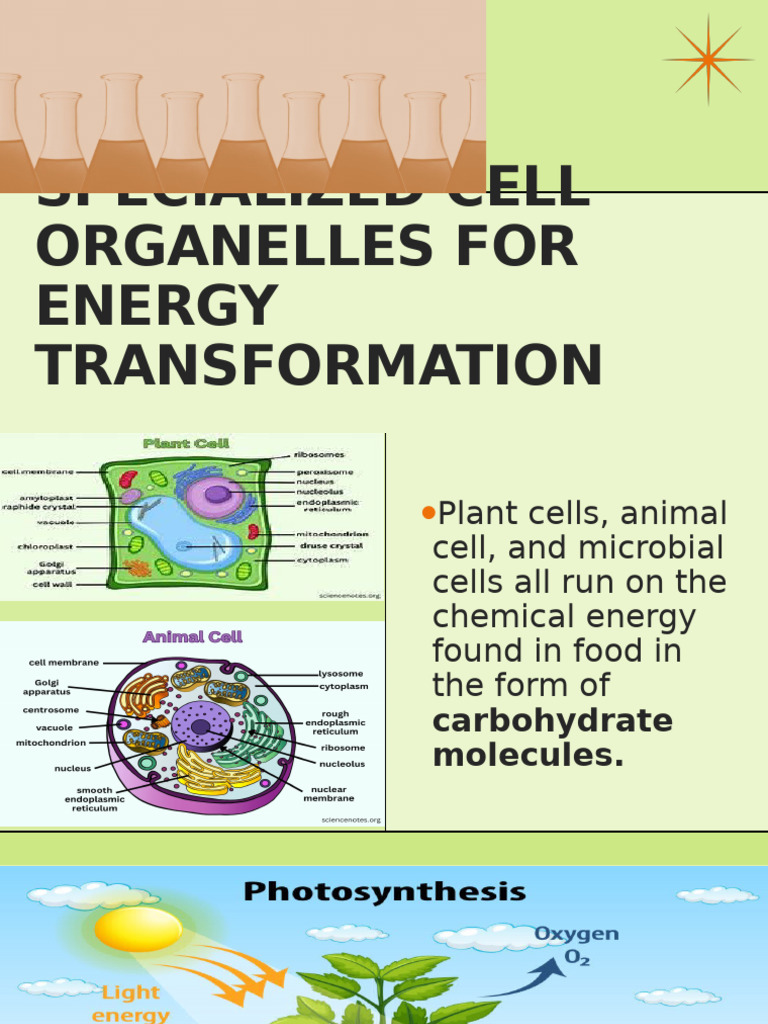 SPECIALIZED-CELL-ORGANELLES-FOR-ENERGY-TRANSFORMATIONss | PDF