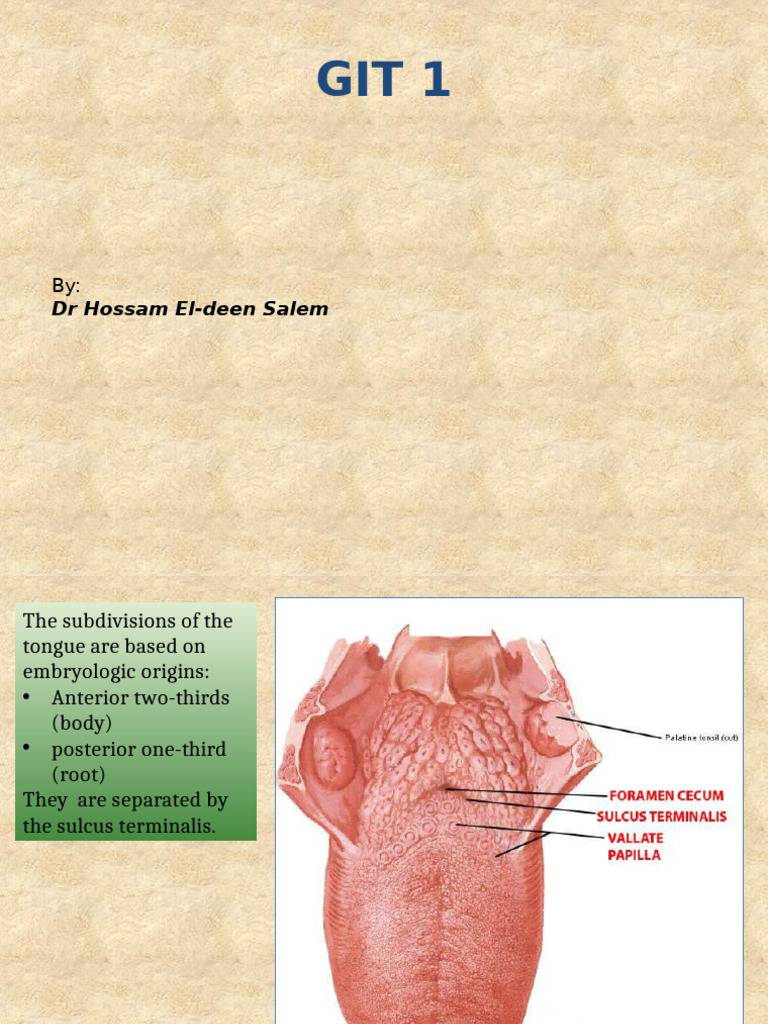 2 - Histology - oral cavity and esophagus - Dr Hossam | PDF | Tongue | Taste