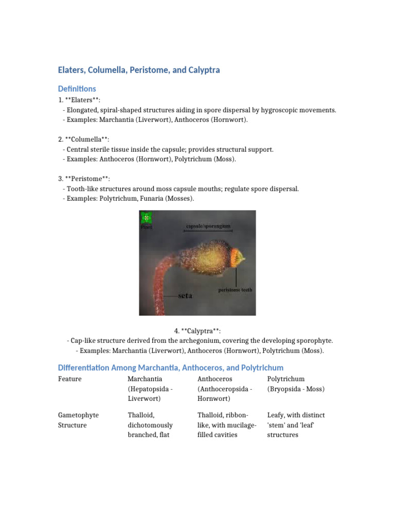 Elaters Columella Peristome Calyptra | PDF | Moss | Plants