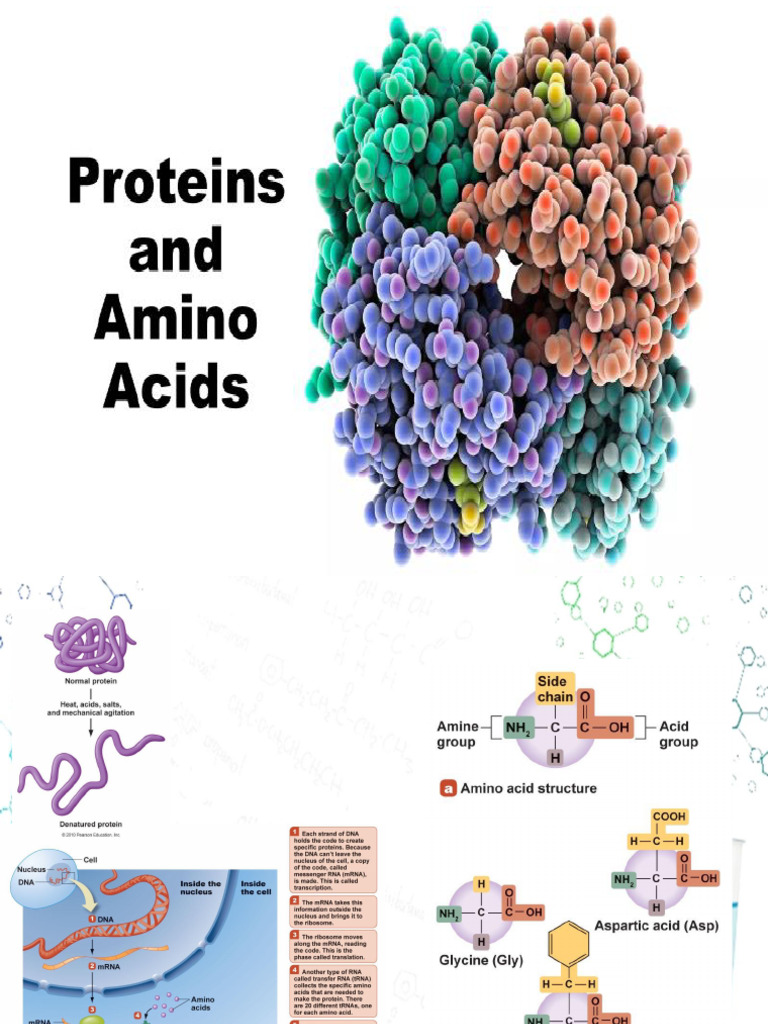 Proteins and Amino Acids | PDF | Proteins | Amino Acid