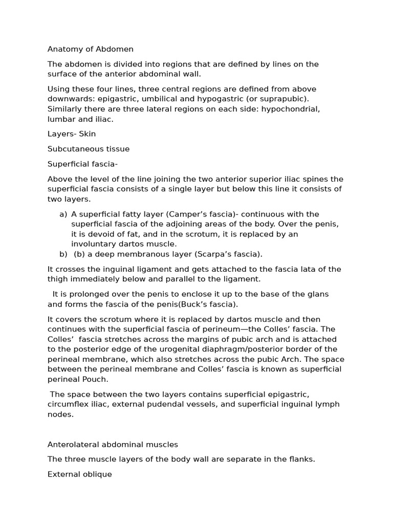 Abdomen Anatomy | PDF | Musculoskeletal System | Soft Tissue