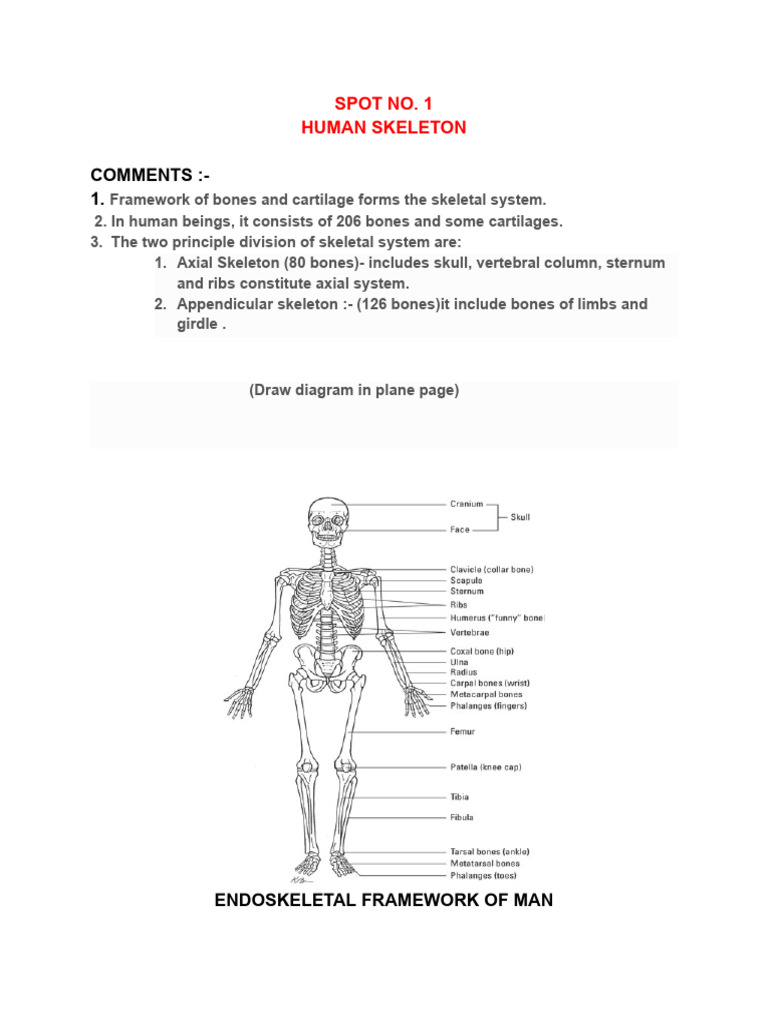 human skeletal system spotting s | PDF | Vertebral Column | Vertebra