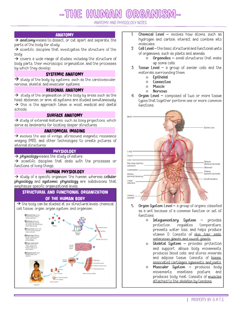 Anaphy | PDF | Epithelium | Muscle Contraction