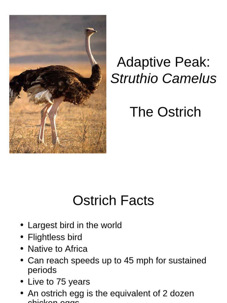 Ostrich Facts and Characteristics Guide | PDF