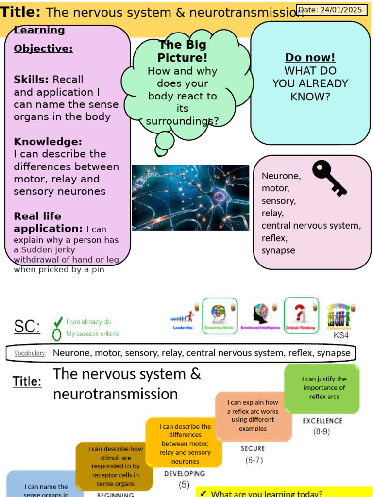 Nervous System Basics for Students | PDF | Nervous System | Neuron
