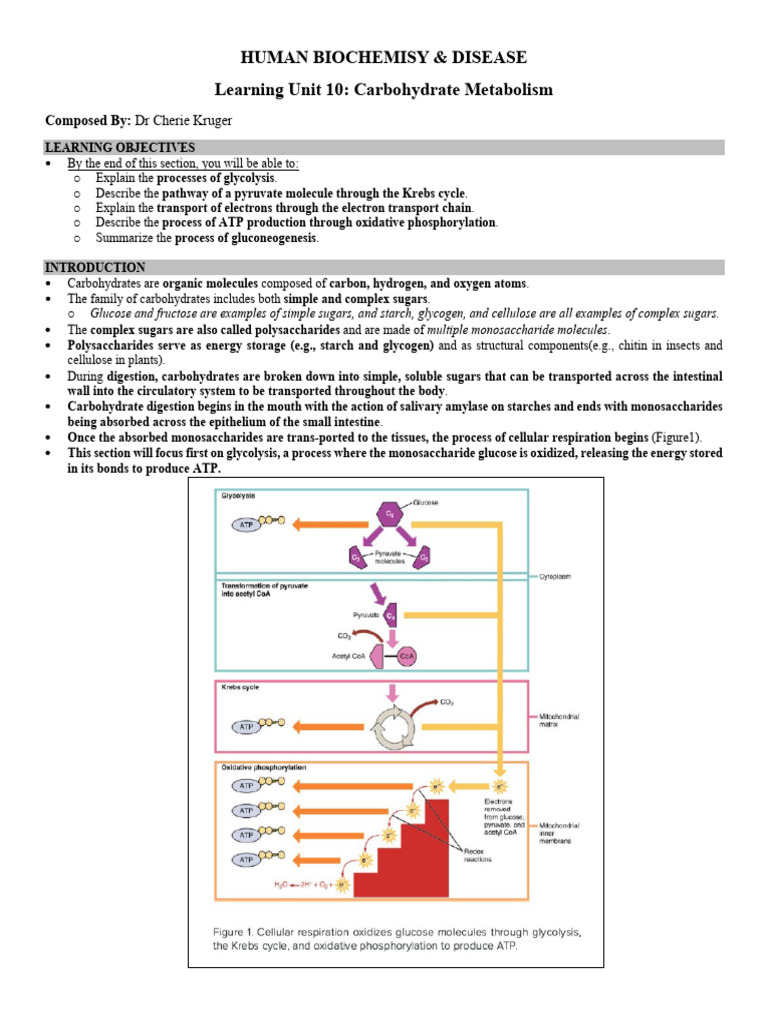 LU10 Carbohydrate Metabolism | PDF | Glycolysis | Diet & Nutrition
