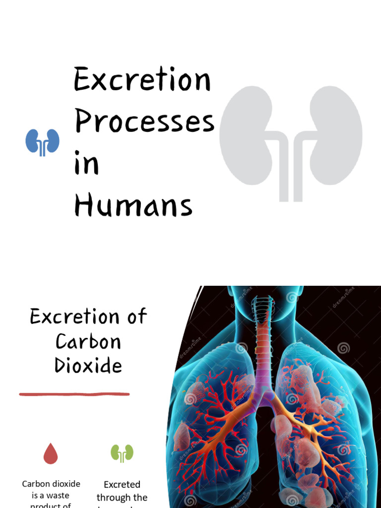 CH 13 Excretion | PDF