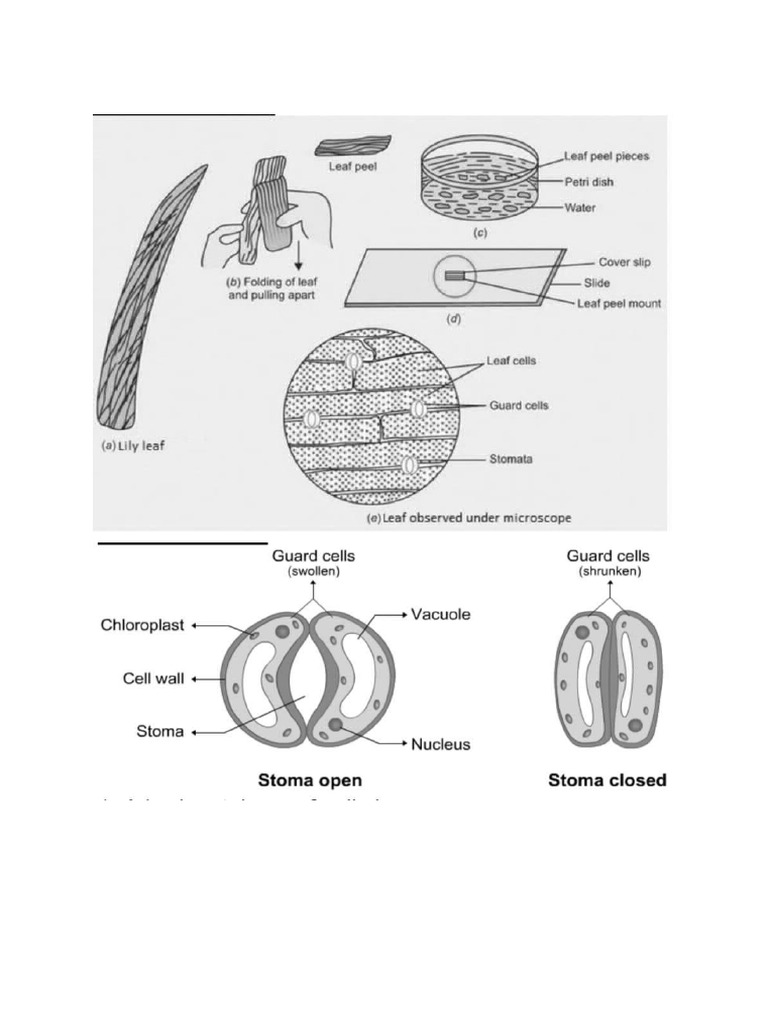 Bio Practical STD X | PDF
