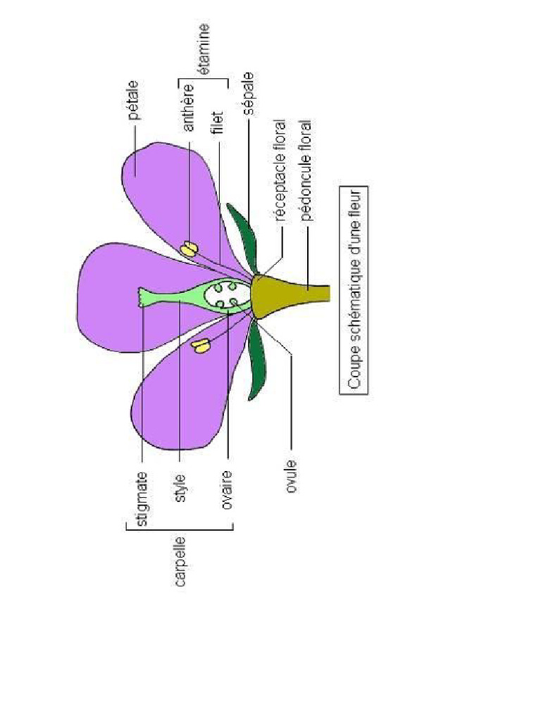 Dissection Fleurs | PDF