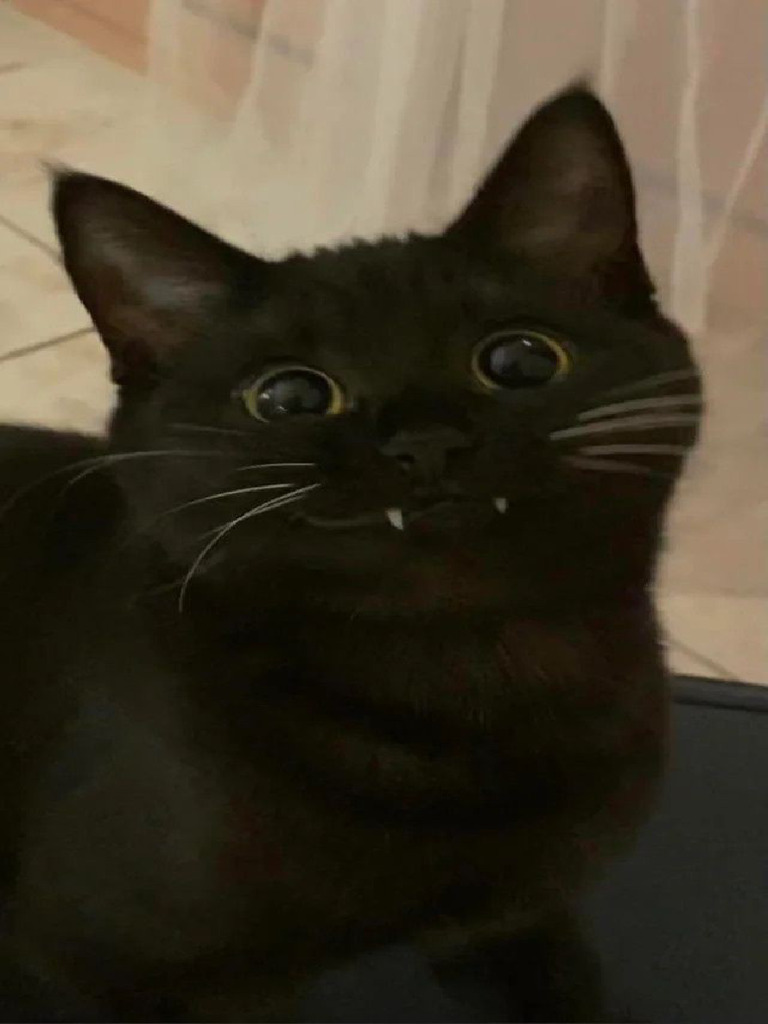 Cat | PDF