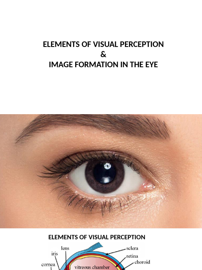 Elements of Visual Perception | PDF