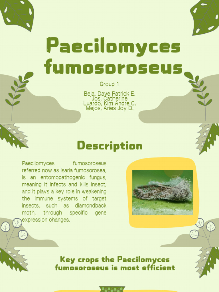 GROUP 1 Paecilomyces Fumosoroseus | PDF