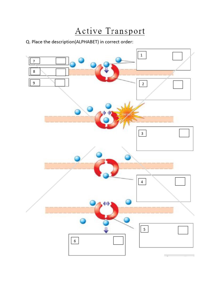 Active Transport Wksheet | PDF