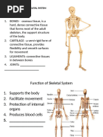 Skeletal System Anatomy Lecture PDF | PDF | Bone | Skeleton