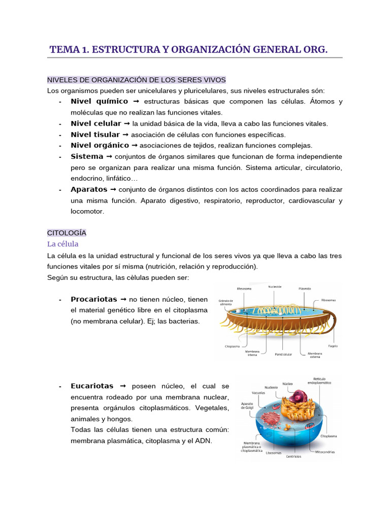 Tema 1. Estructura Cel. | PDF | Mitosis | Mitosis
