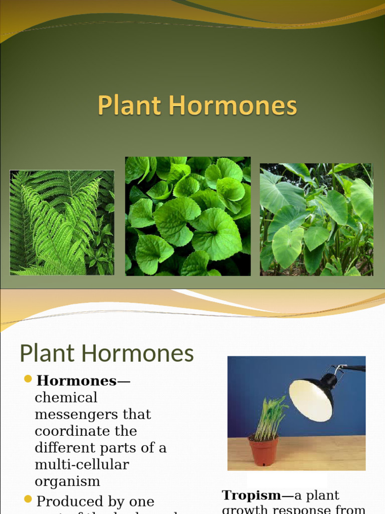 Share Plant Hormones An Overview | PDF | Auxin | Plant Hormone