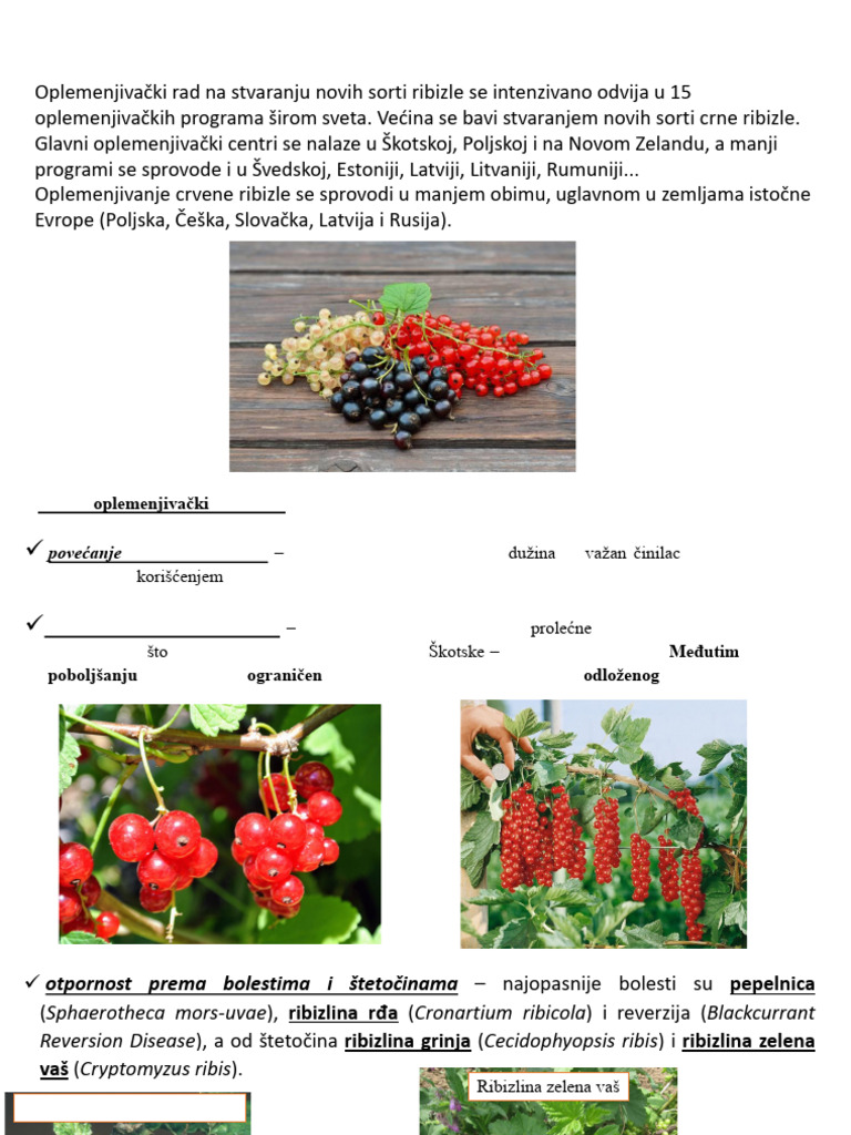 Ribizla Ii Cilj. Oplemenjiv. I Sortiment-2024 | PDF