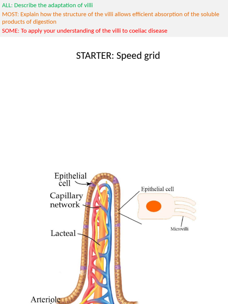 Villi Structure and Adaptations Explained | PDF