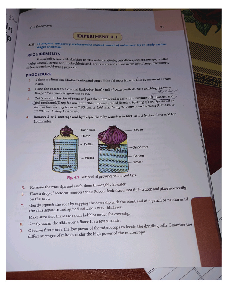 Onion tip experiment | PDF
