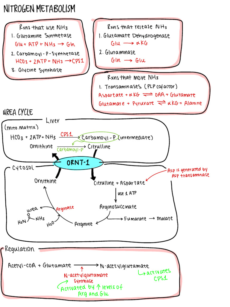 BIOCHEM Nitrogen Metabolism Urea Cycle | PDF | Molecular Biophysics ...