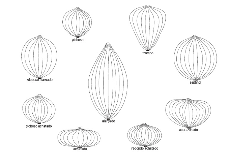 Cebolla Tipos Formas Bulbos | PDF