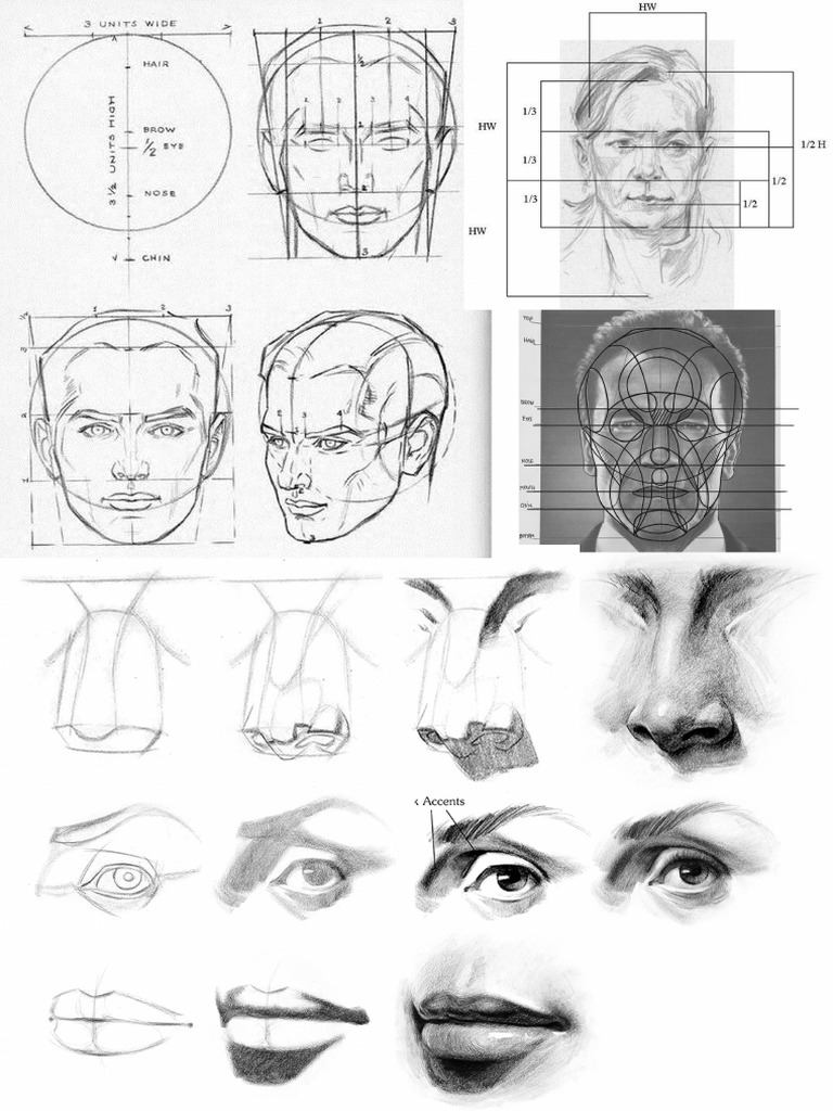 Head Anatomy Ref | PDF