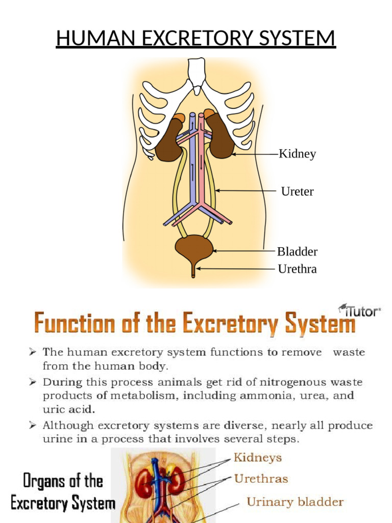 Excretory System | PDF