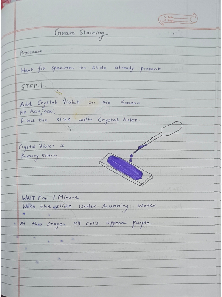 Gram Staining Notes | PDF