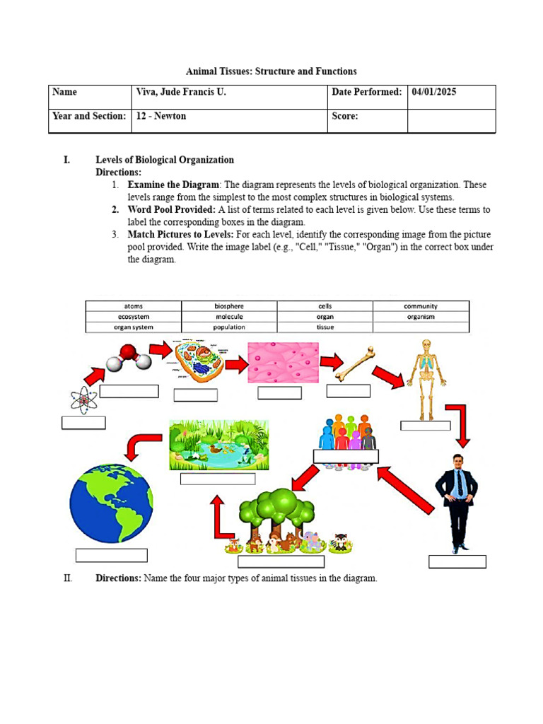 Major Types of Animal Tissues Structure and Functions | PDF