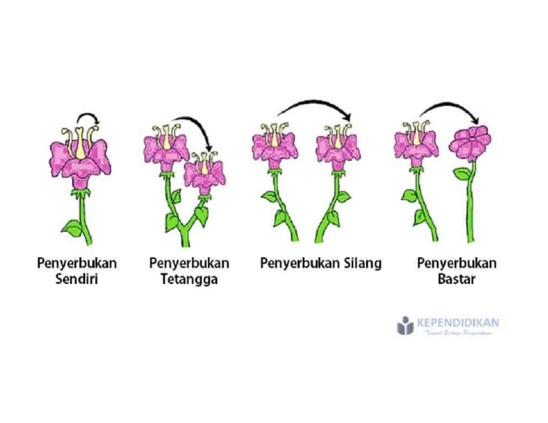 Jenis Penyerbukan | PDF