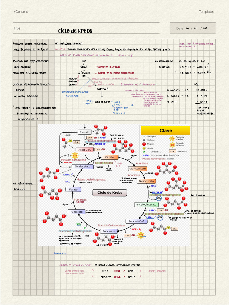 Ciclo de Krebs | PDF