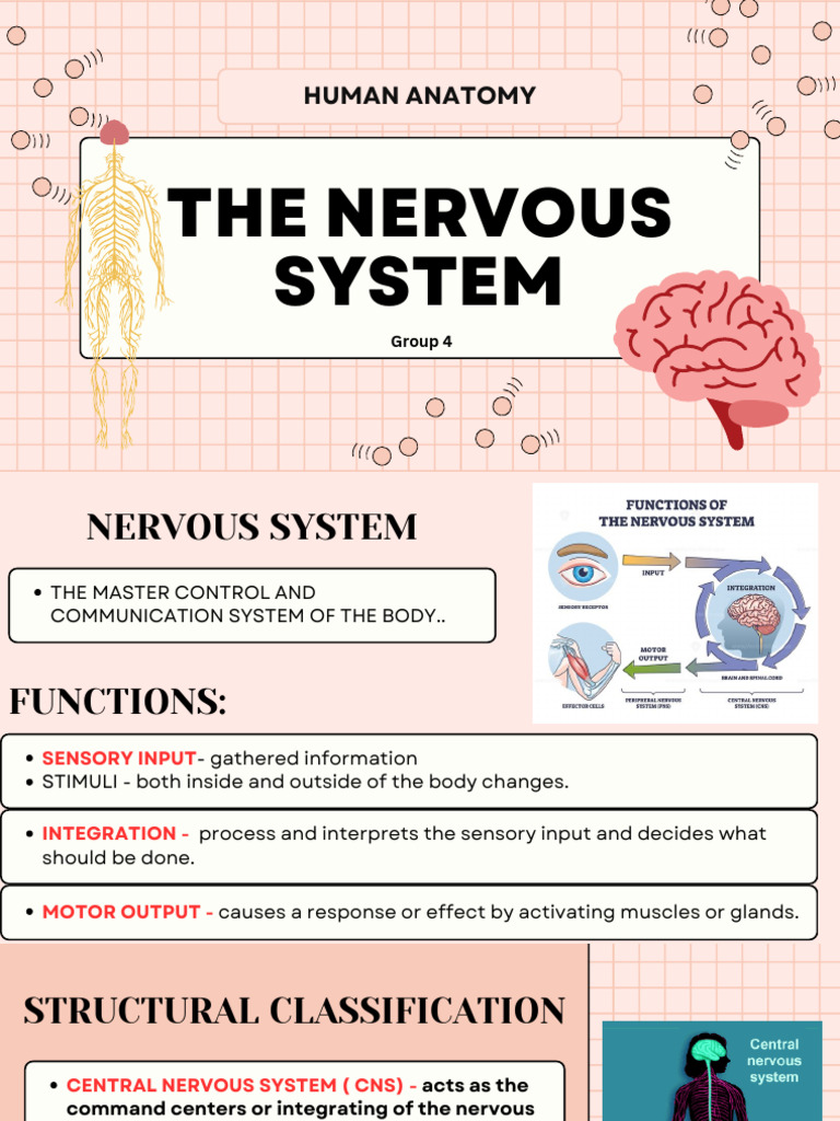 The Nervous System PDF | PDF | Central Nervous System | Nervous System