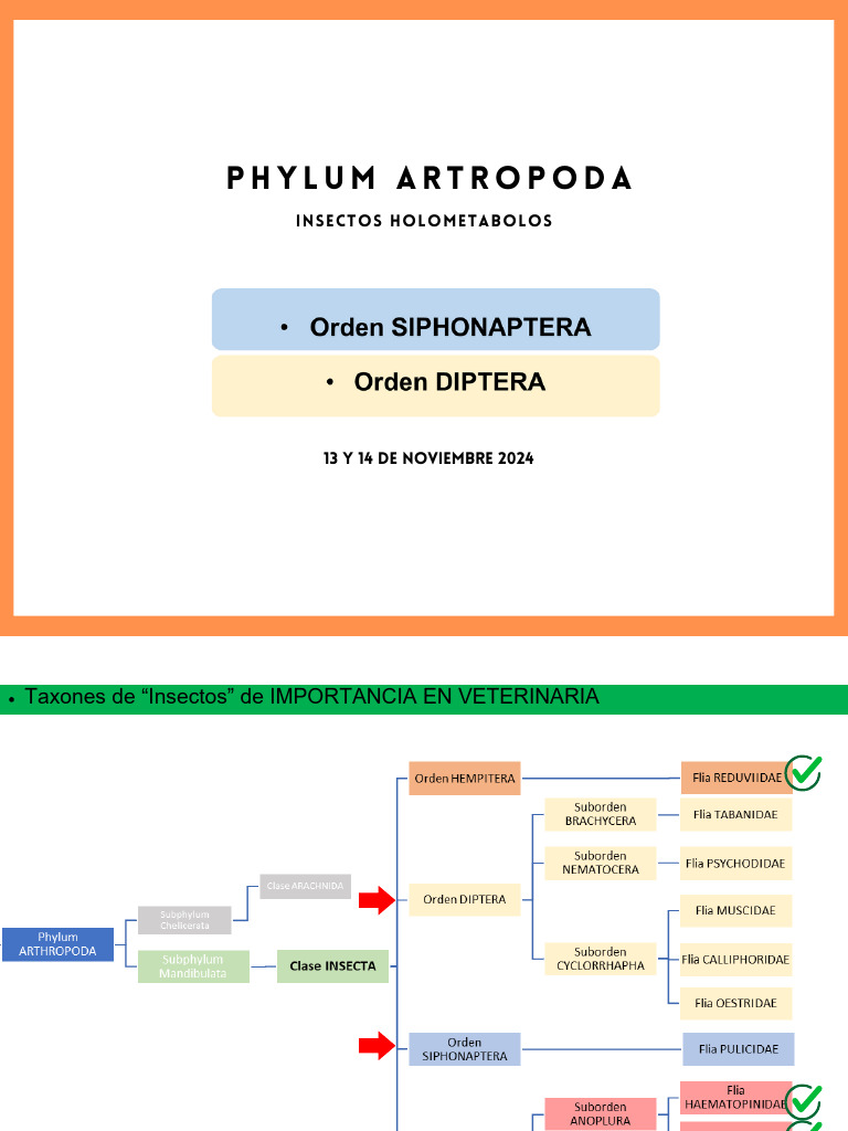 Práctico 11 - Insecta 2 (Holometábolos) 2024 | PDF | Mosca | Insectos y humanos