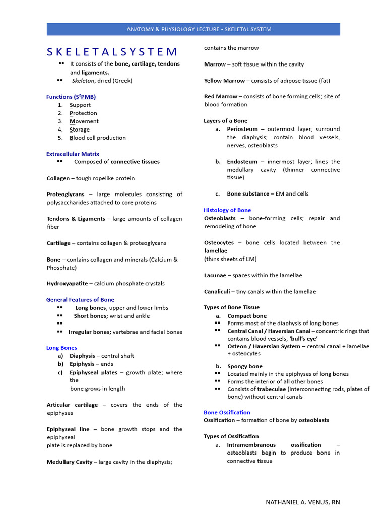 6 Skeletal System | PDF | Anatomical Terms Of Motion | Vertebra