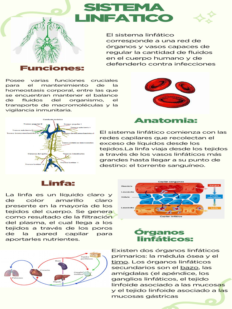 Sistema Linfatico | PDF
