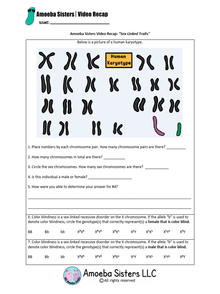 Sex-Linked Traits Worksheet Guide | PDF