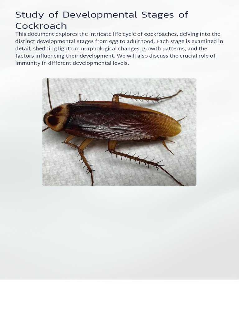 Cockroach Developmental Stages Explained | PDF | Embryo | Zoology