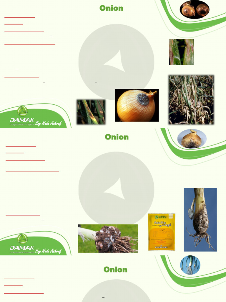 onion deasies | PDF | Diseases And Disorders | Branches Of Botany