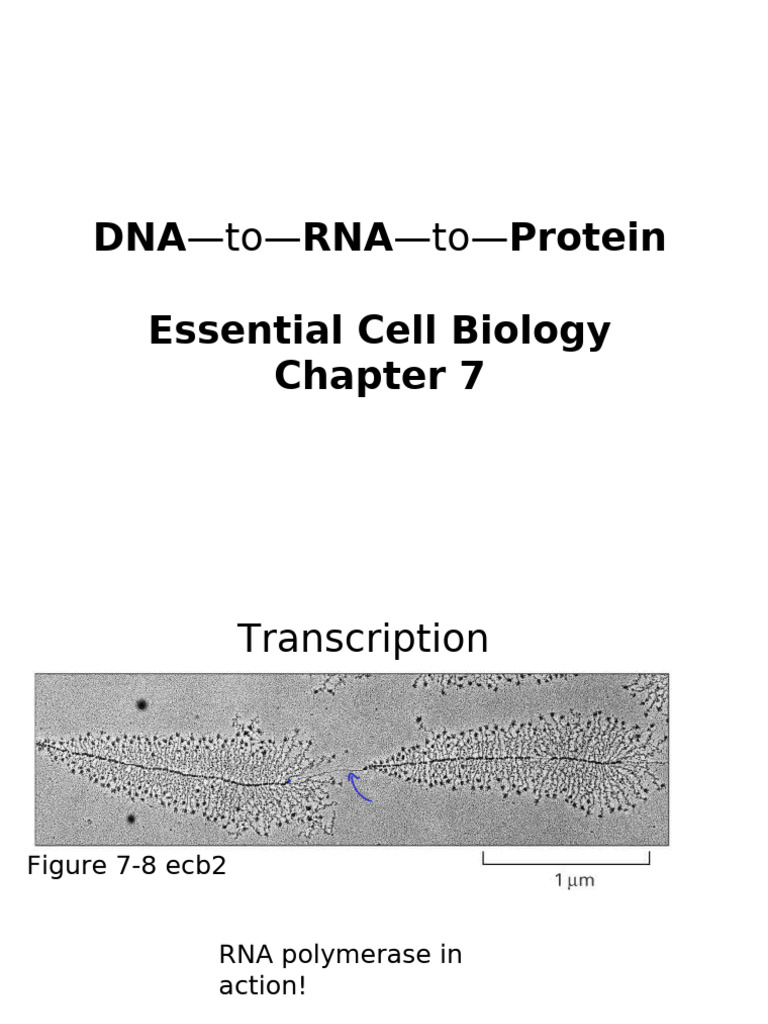 Chapter 7 RNA Structure and Transcription | PDF | Messenger Rna | Rna