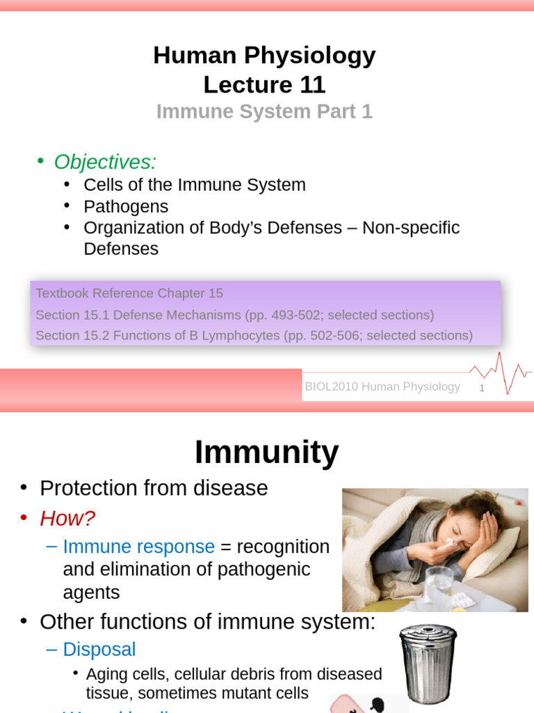 Physio Lecture 11 Immune System Part 1 | PDF | Lymphocyte | Immune System