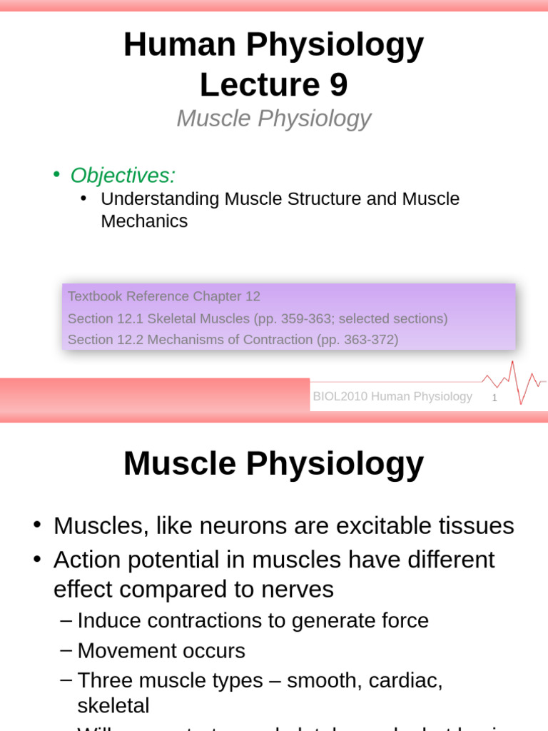 Physio Lecture 9 - Muscle Physiology | PDF | Muscle Contraction ...