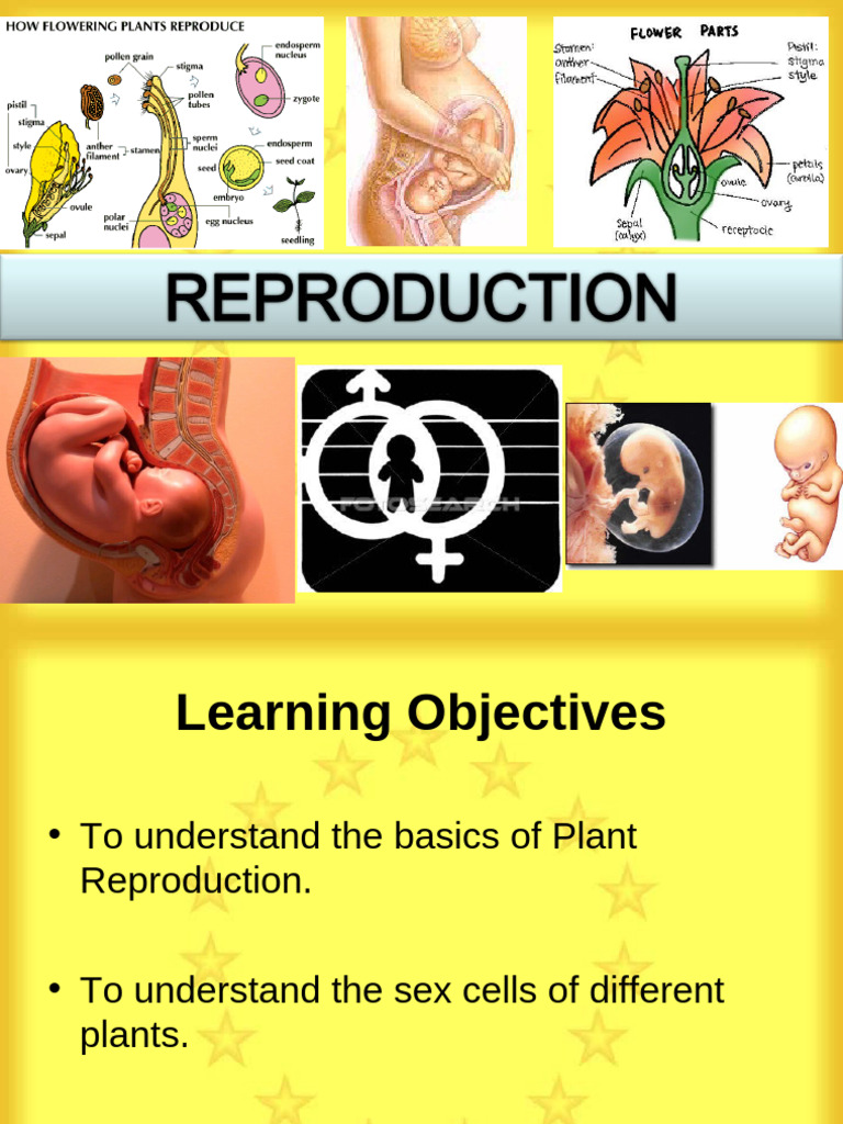 Plant Reproduction | PDF | Flowers | Sex