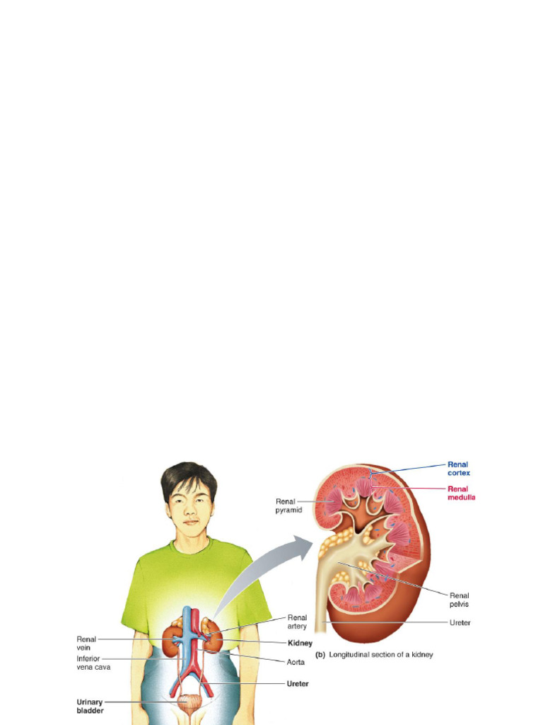 Urinary System Physiology Overview | PDF | Kidney | Urinary System