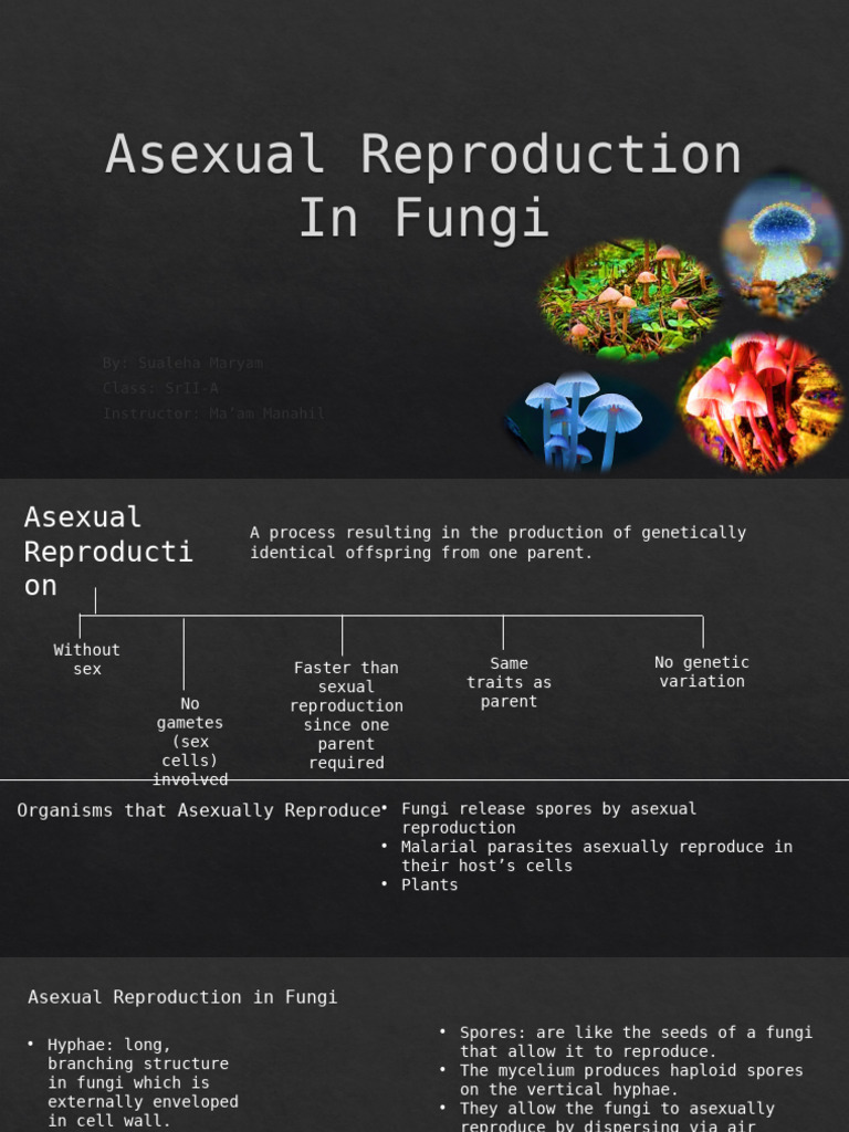 Asexual Reproduction in Fungi | PDF | Fungus | Reproduction
