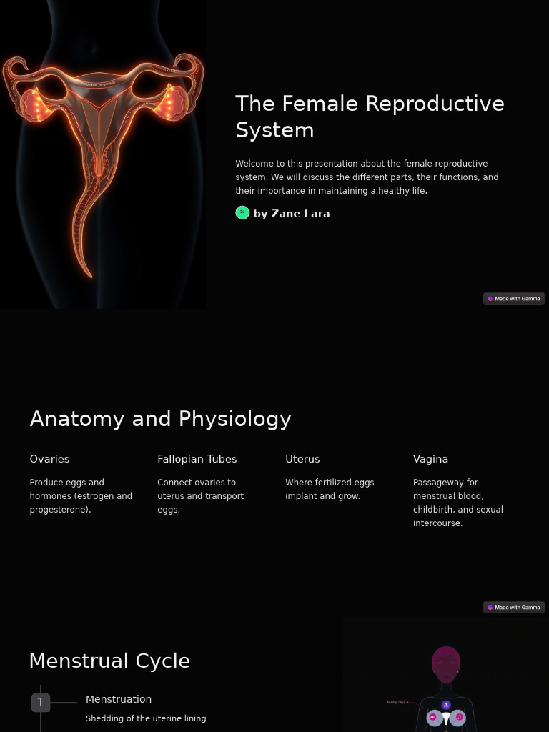 The Female Reproductive System | PDF | Menstrual Cycle | Uterus