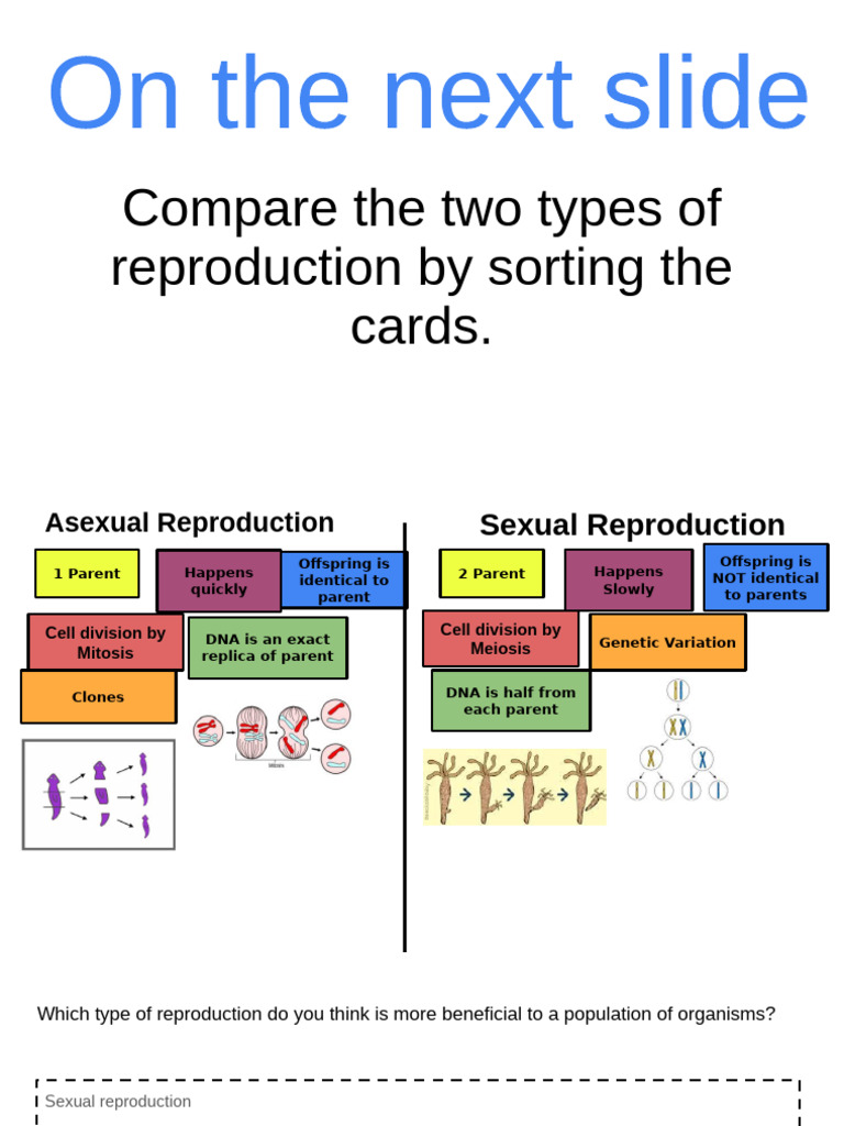 Student - Asexual and Sexual Comparison | PDF