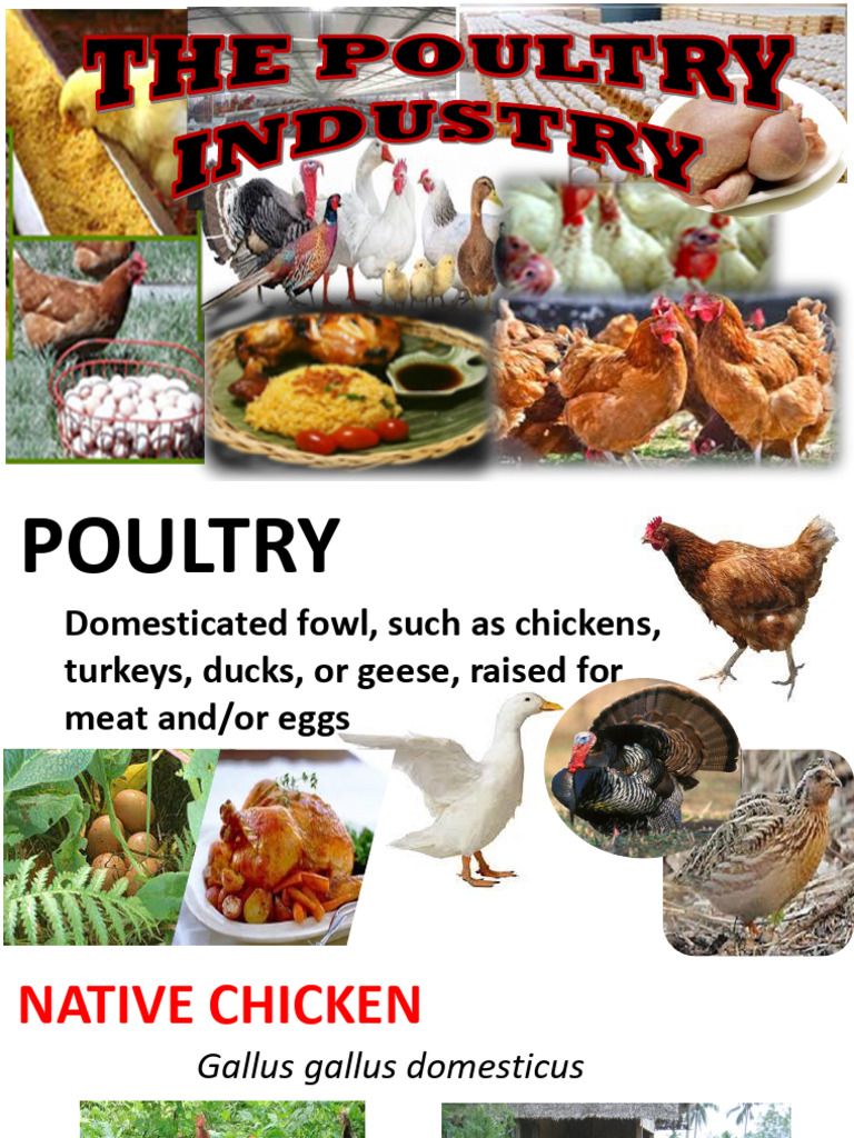 Intro Duction To Poultry 2023 | PDF | Chicken | Poultry