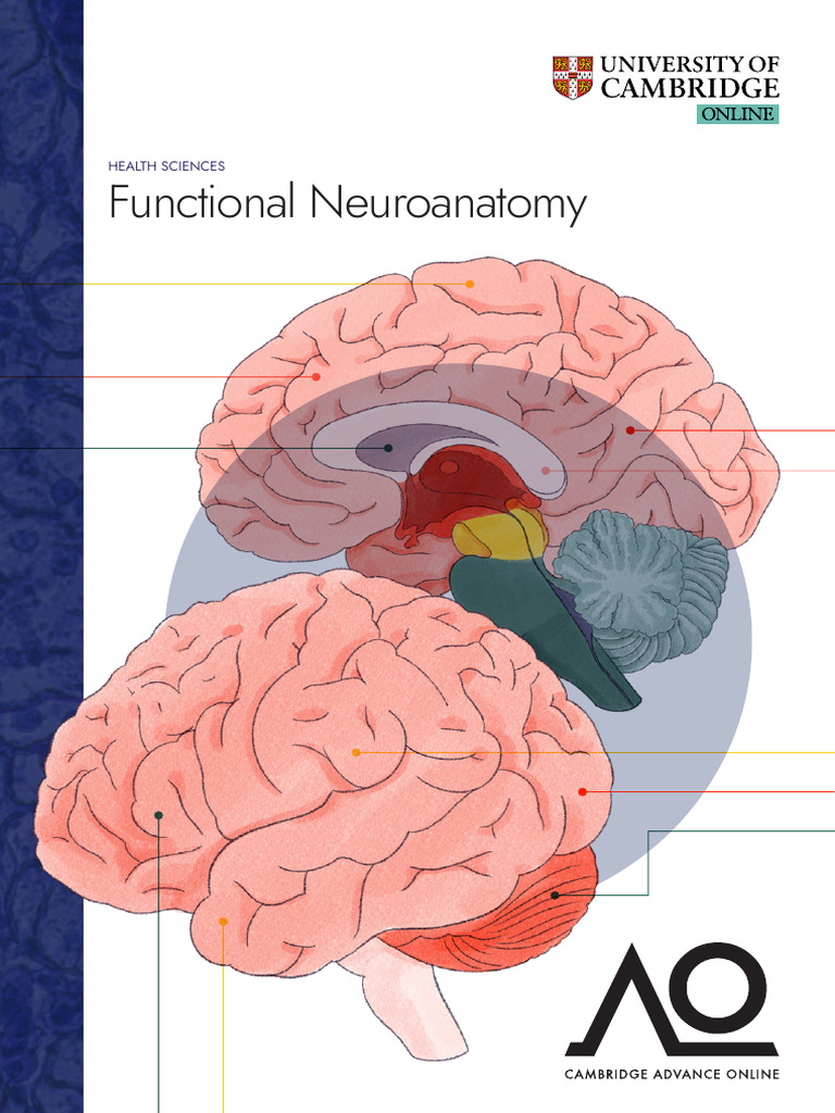 FNA Course Brochure DIGITAL | PDF | Brain | Cerebellum