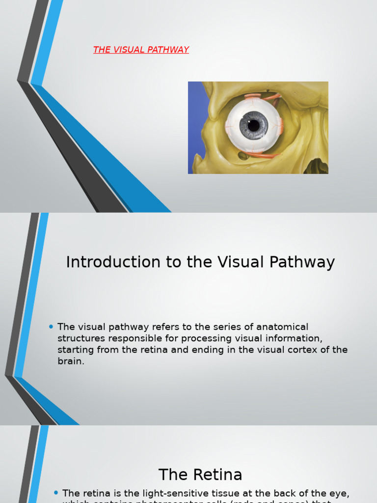 THE VISUAL PATHWAY | PDF | Visual System | Visual Cortex