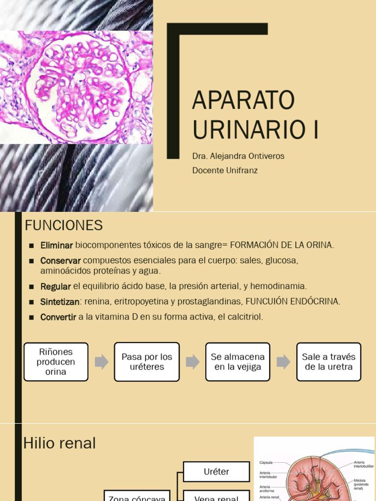 Histología del aparato urinario | PDF | Riñón | Sistema urinario